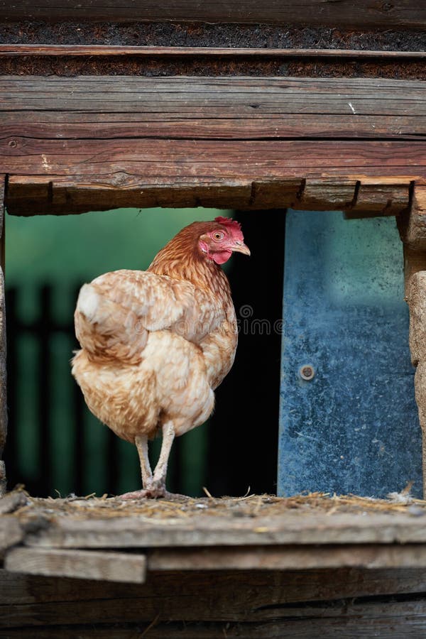 Rooster or Chickens on Traditional Free Range Poultry Farm Stock Image ...