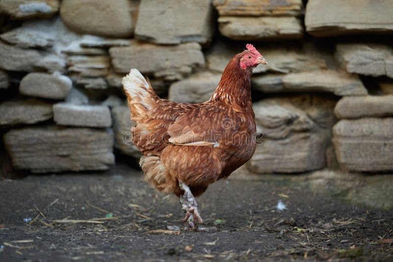 Rooster or Chickens on Traditional Free Range Poultry Farm Stock Image ...