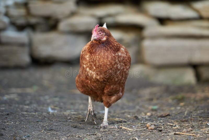Rooster or Chickens on Traditional Free Range Poultry Farm Stock Image ...