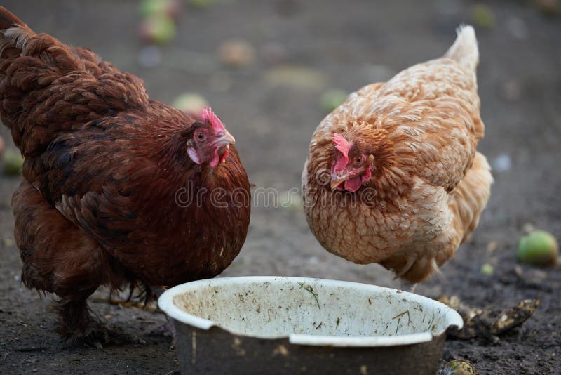 Rooster or Chickens on Traditional Free Range Poultry Farm Stock Photo ...