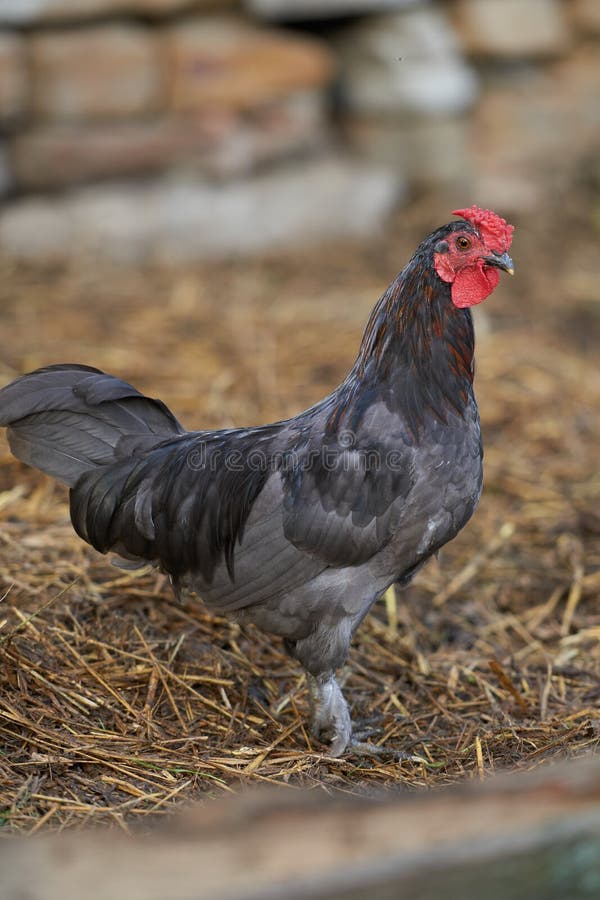 Rooster or Chickens on Traditional Free Range Poultry Farm Stock Photo ...