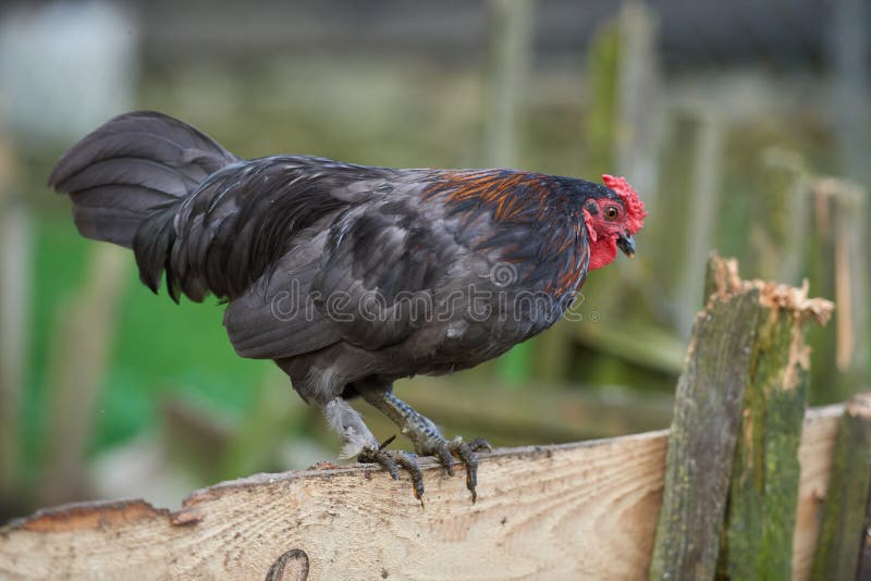 Rooster or Chickens on Traditional Free Range Poultry Farm Stock Image ...