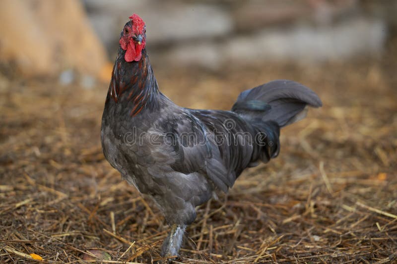 Rooster or Chickens on Traditional Free Range Poultry Farm Stock Photo ...
