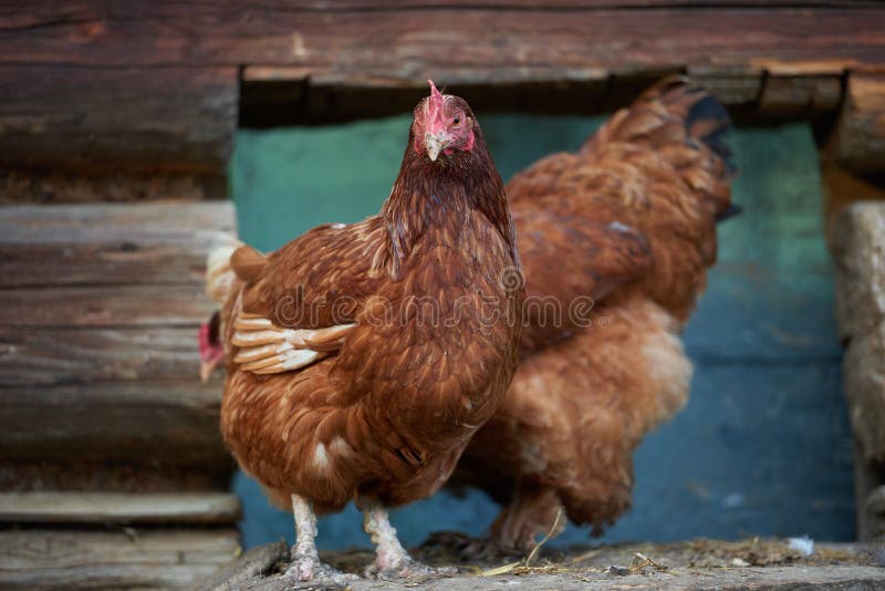 Rooster or Chickens on Traditional Free Range Poultry Farm Stock Photo ...