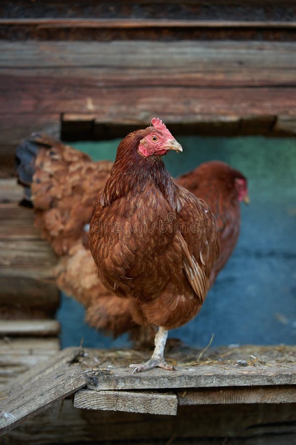 Rooster or Chickens on Traditional Free Range Poultry Farm Stock Image ...