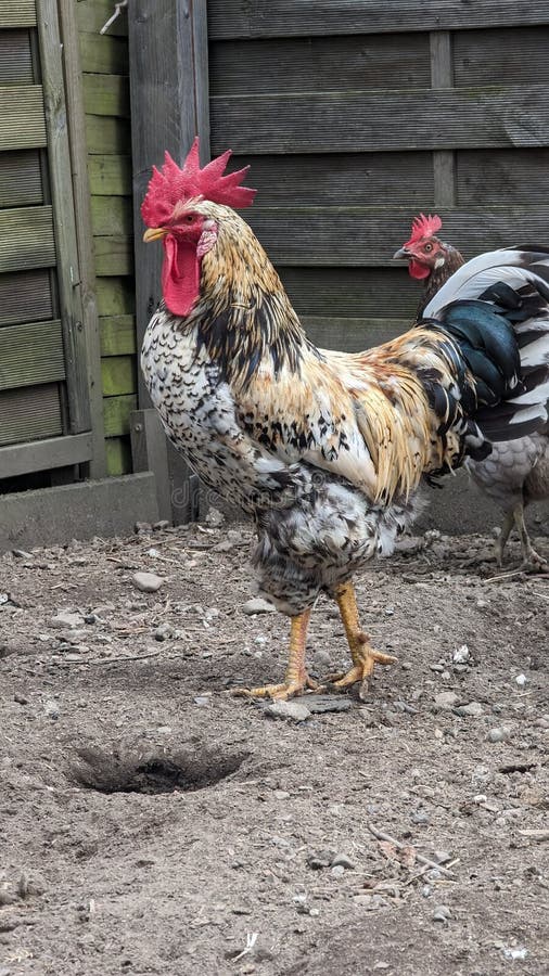 Rooster and Chickens in the Yard of a Country House in Summer Stock ...