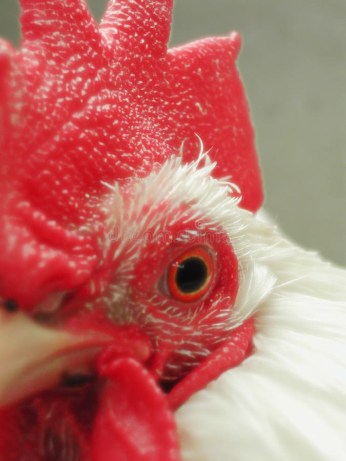 Rooster close up stock image. Image of beady, cockerel, attractive - 14755