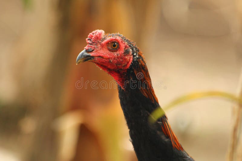 672 Farmhouse Hen Rooster Stock Photos - Free & Royalty-Free Stock ...