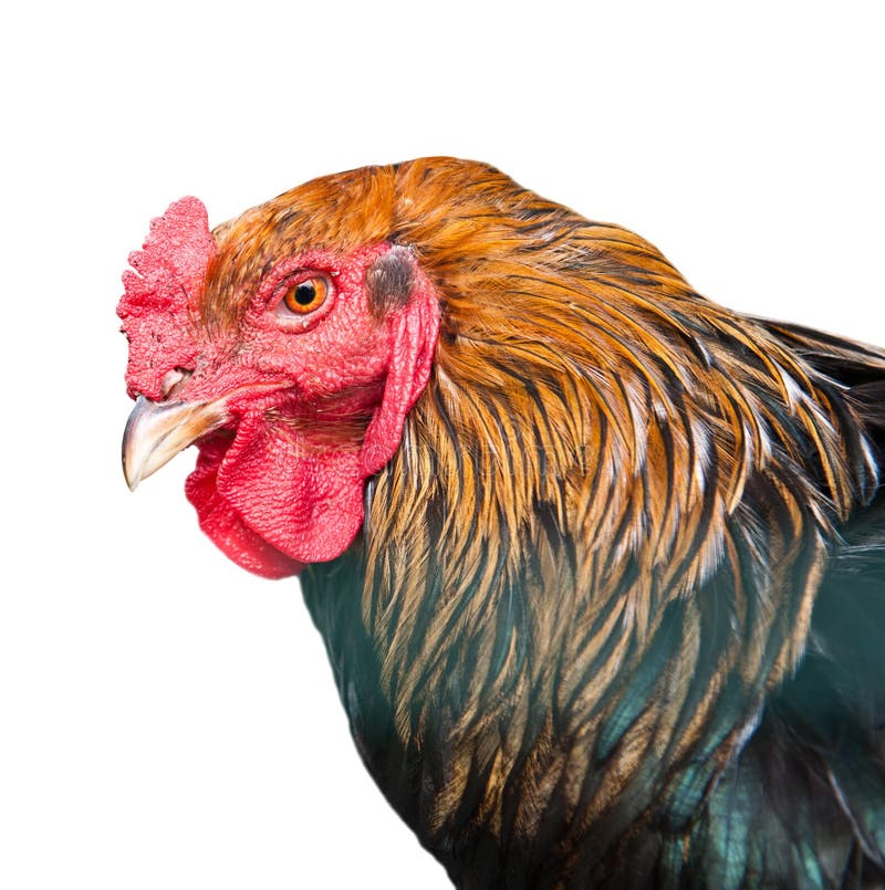 Rooster close up stock image. Image of beady, cockerel, attractive - 14755