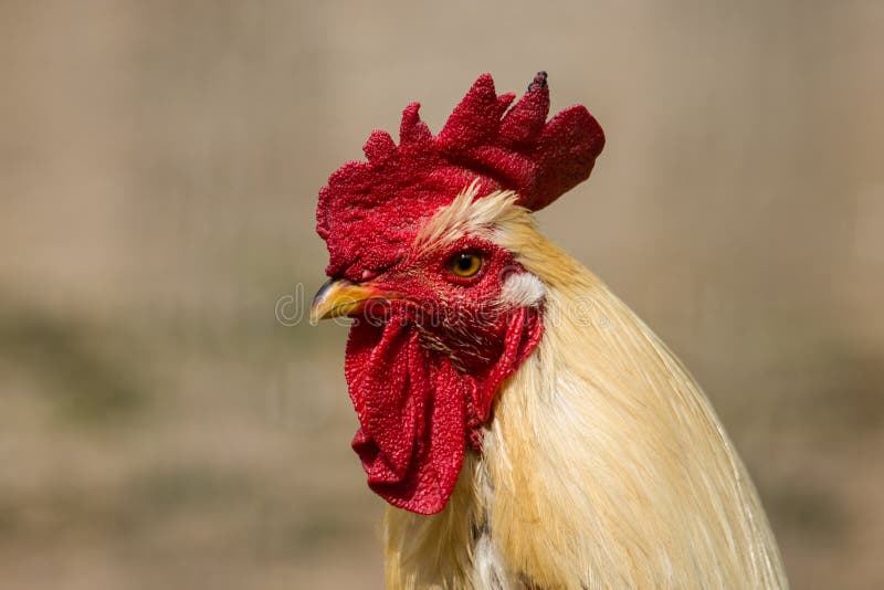 Rooster stock image. Image of colourful, plummage, chicken - 43969361