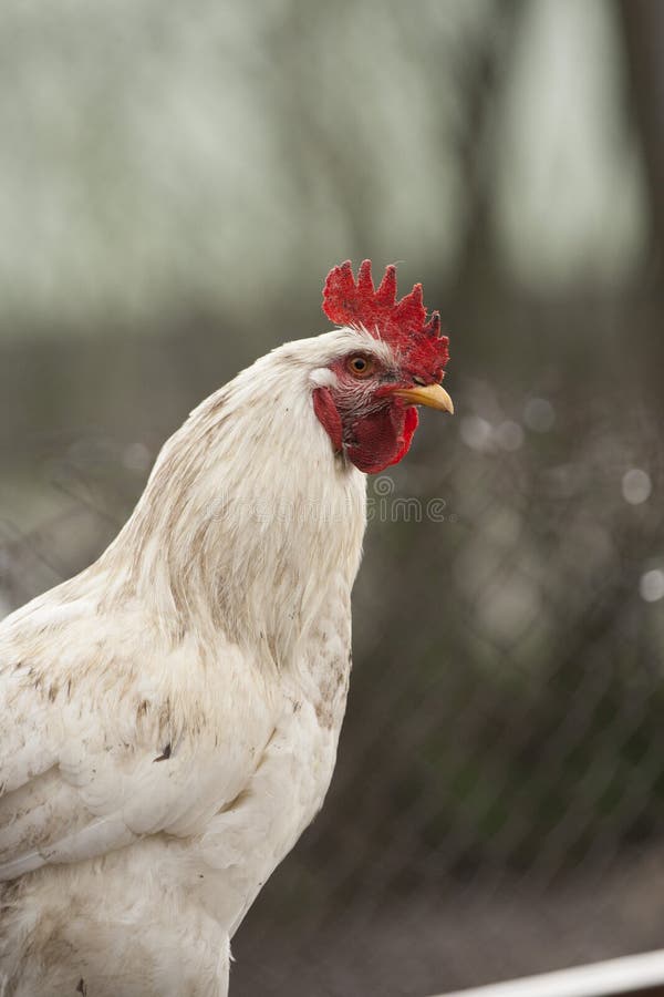 Rooster stock photo. Image of poultry, common, orange - 67866718