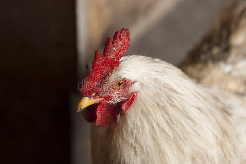 Rooster stock image. Image of wattle, avian, male, close - 67866815
