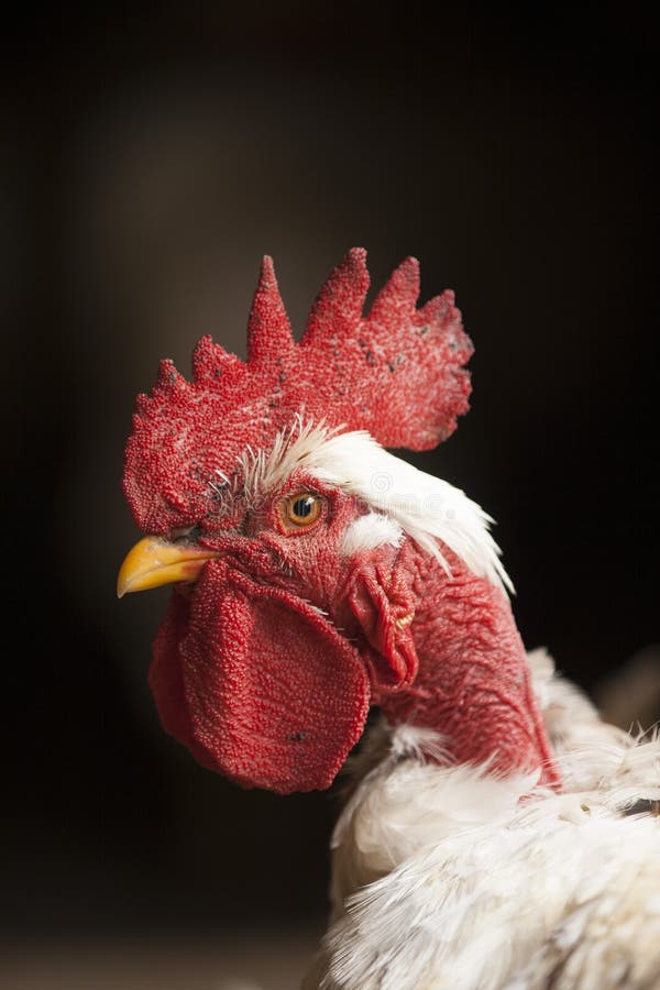 Rooster stock photo. Image of bird, beak, rooster, cockerel - 67866844
