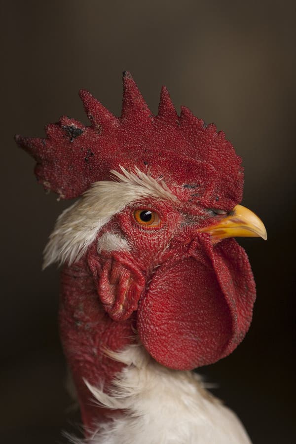 Hen and rooster stock photo. Image of pecking, chicken - 56076538