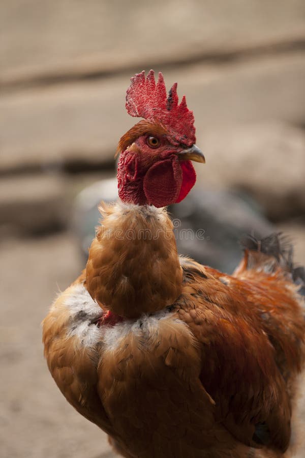 Rooster stock photo. Image of species, animal, comb, common - 67868656