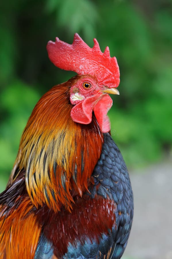 Beautiful Rooster stock photo. Image of chick, dishevel - 22739254