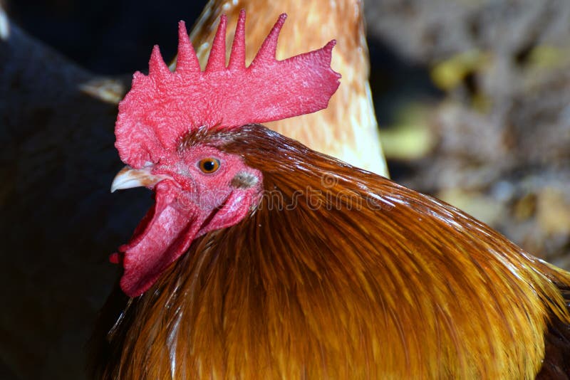 Rooster close up stock photo. Image of bird, plumage - 102378986