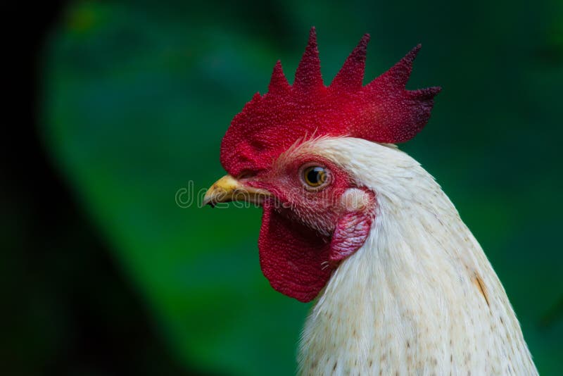 Rooster closeup image stock photo. Image of head, colorful - 239672560