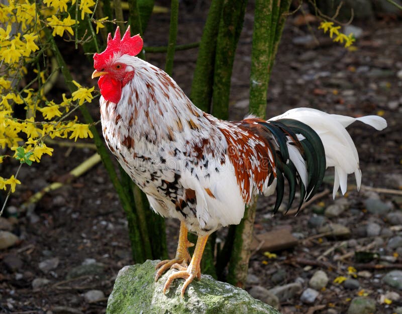 Beautiful Roosters Sitting the Sun Stock Image - Image of farm, singing ...