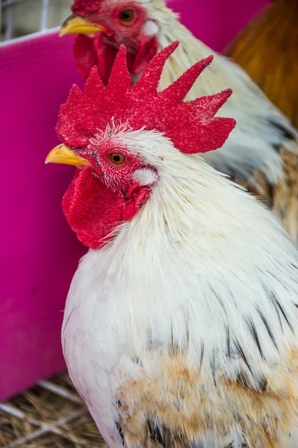Rooster stock photo. Image of animal, crested, nature - 53220464