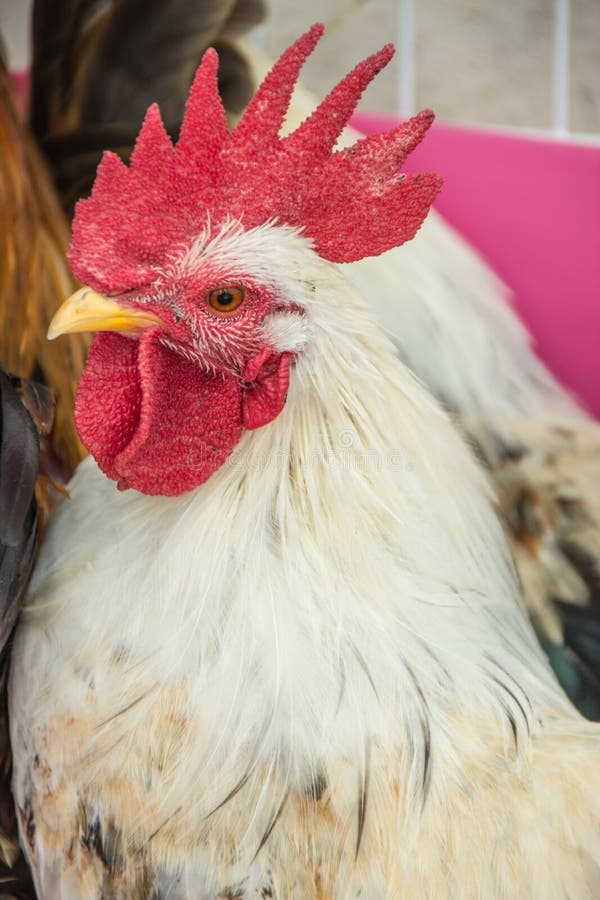 Rooster stock image. Image of closeup, pets, feathered - 53220703