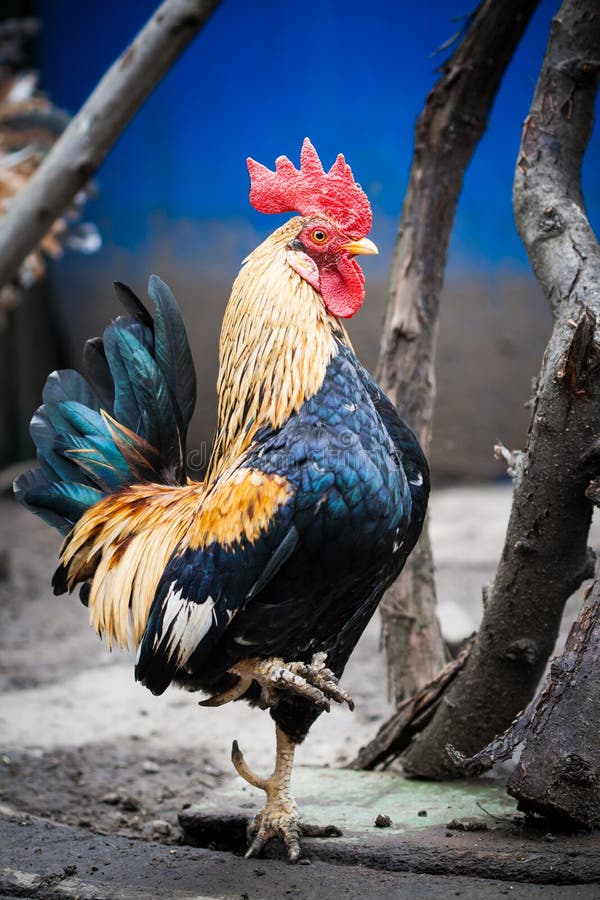 50,367 Rooster Photos - Free & Royalty-Free Stock Photos from Dreamstime