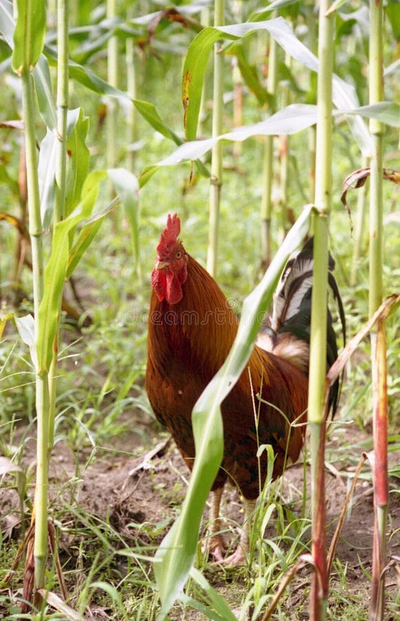 Rooster in Cornfield stock image. Image of pioneer, corn - 2961