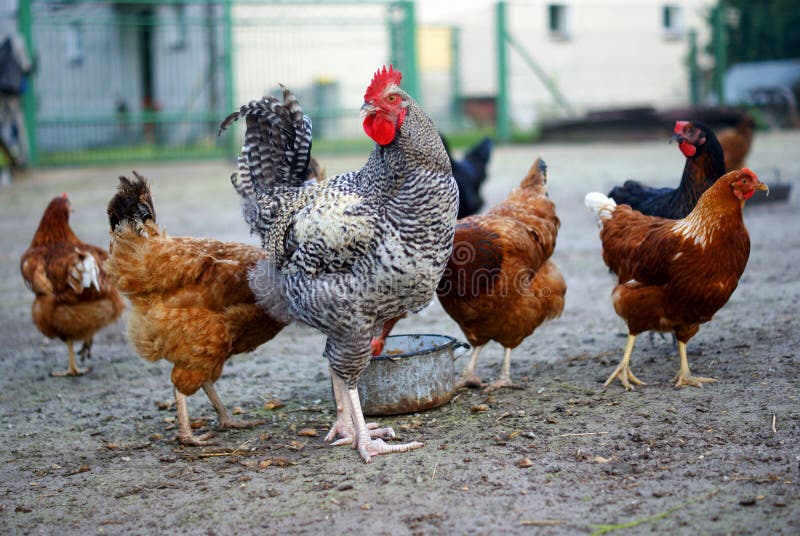 Rooster in the Countryside - Organic Chicken. Stock Photo - Image of ...