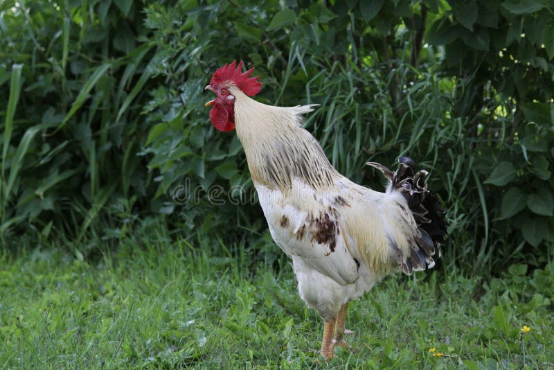 Rooster Crew Stock Photos - Free & Royalty-Free Stock Photos from ...
