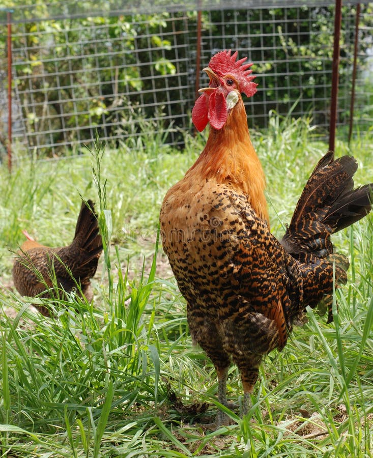 Animals at the farm stock image. Image of animals, lamb - 19890559