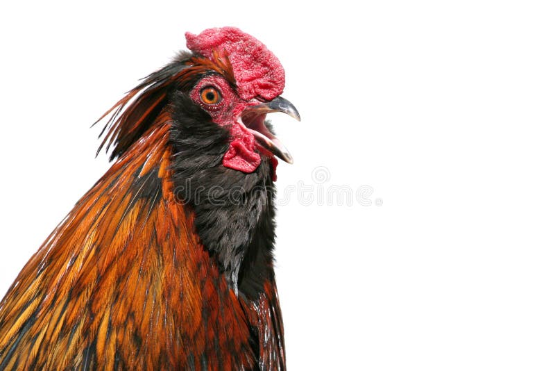 Rooster crowing stock photo. Image of rooster, sound, poulty - 751884