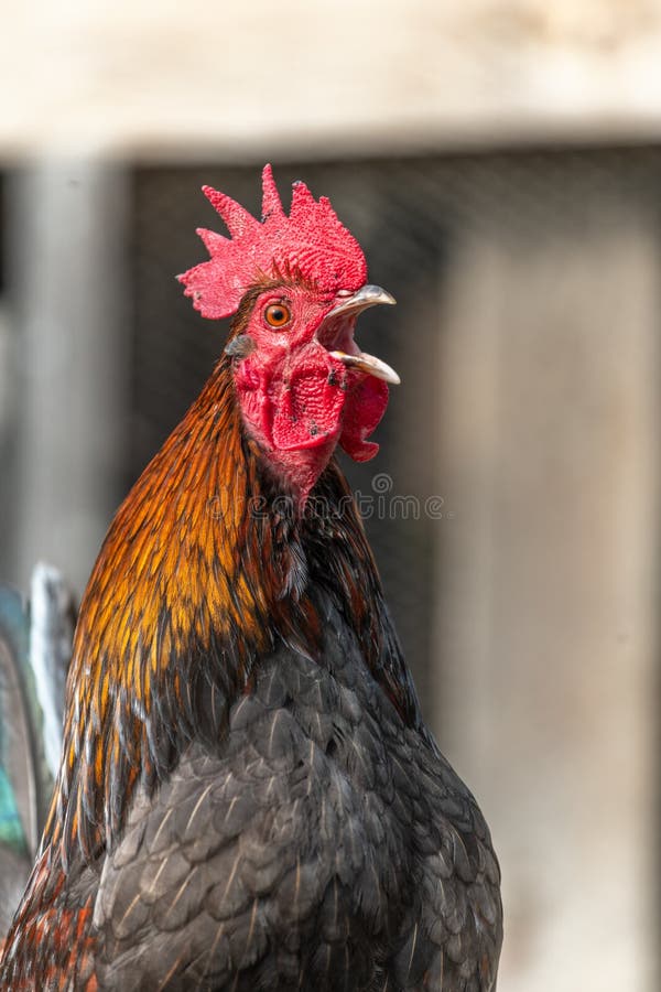 Rooster Crowing in a Barnyard on an Educational Farm Stock Image ...