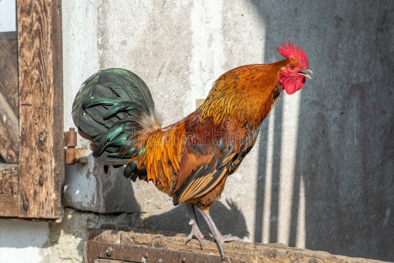 Rooster Crowing in a Barnyard on an Educational Farm Stock Image ...