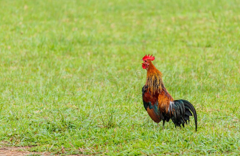 Red rooster and a chicken stock image. Image of farmyard - 190604203