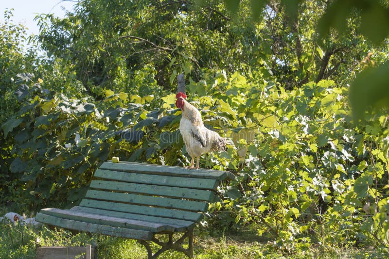 Rooster crowing stock image. Image of early, feathers - 57221563