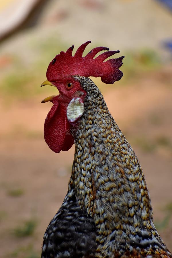 Rooster crowing closeup stock photo. Image of feathers - 181142954