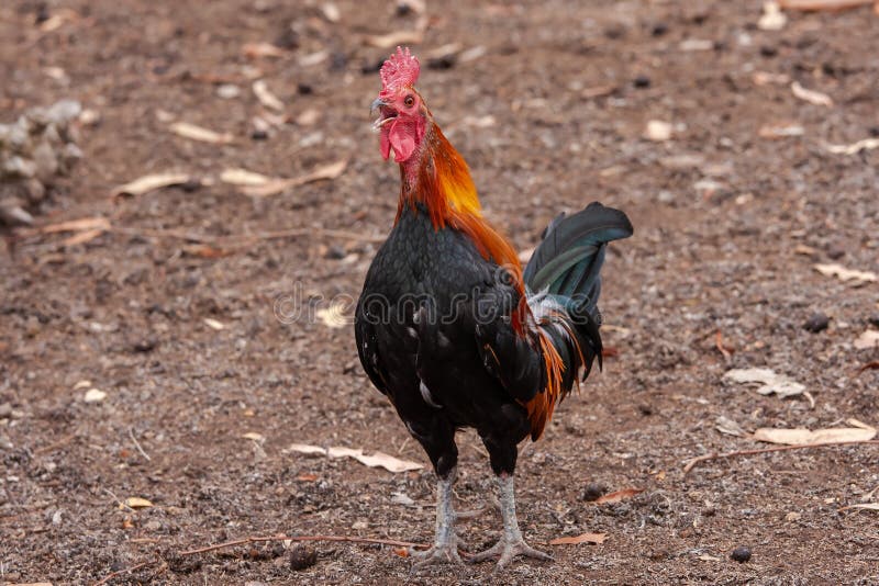 Rooster crowing stock image. Image of paddock, fowl - 231115925