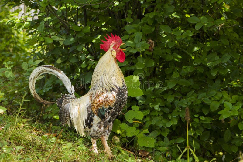 Rooster crowing stock image. Image of close, crowing - 33287215