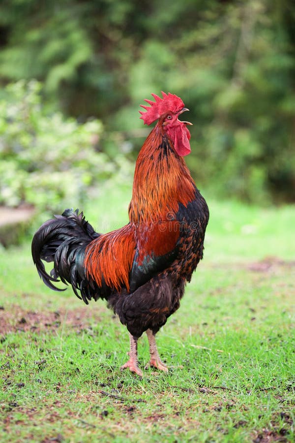 A Rooster Crowing in the Grass Stock Image - Image of morning, cockerel ...