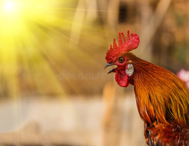 Rooster Crowing in the Morning Sun Stock Image - Image of petting ...
