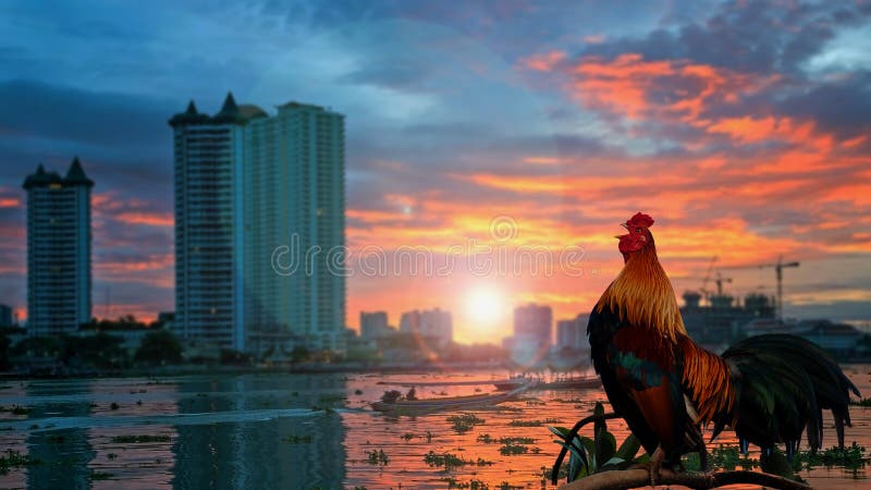 108 Rooster Crowing Morning Sun Photos - Free & Royalty-Free Stock ...