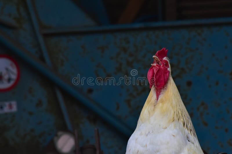 Rooster Crowing in the Morning Stock Photo - Image of animal, crow ...