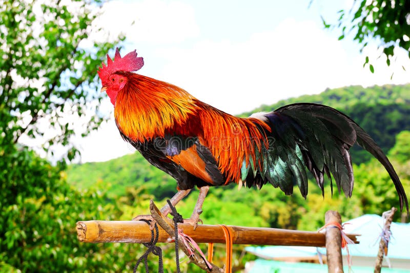 Red rooster and a chicken stock image. Image of farmyard - 190604203