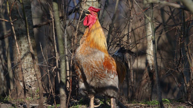 Rooster Crowing in a Farm Poultry. Bird Video Stock Video - Video of ...