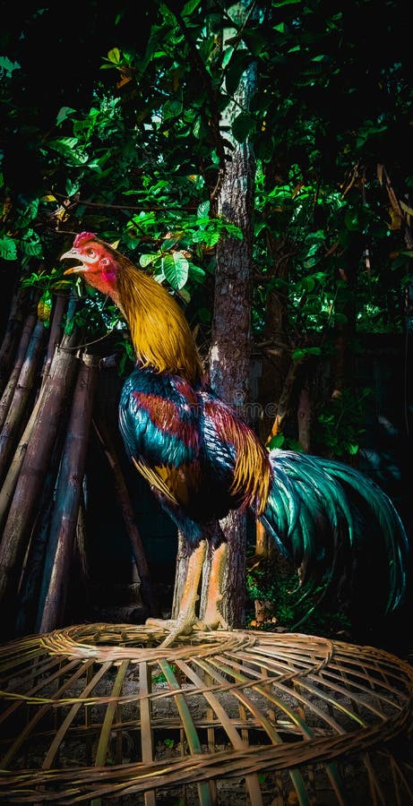 The rooster crows stock image. Image of crows, rooster - 281166093