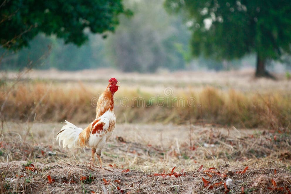 Rooster crows stock photo. Image of single, staring, pose - 29201260