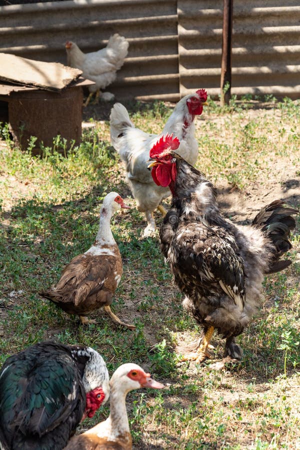 The Rooster Crows. Indo Duck Walks Nearby Stock Image - Image of ...