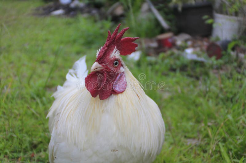 Rooster Crows Like People Laughing Stock Photo - Image of laughing ...