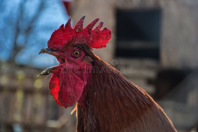 Rooster Crows on Traditional Rural Farm Yard Stock Photo - Image of ...