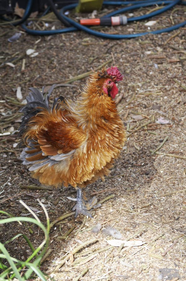 Rooster stock photo. Image of bird, male, fowl, isolated - 52983508